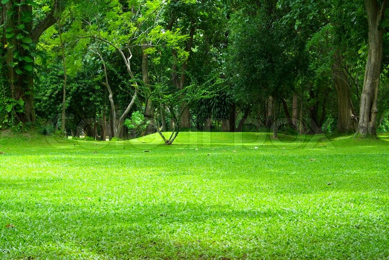 Garden green grass | Stock image | Colourbox