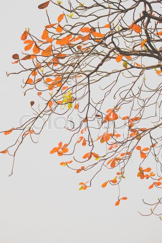 Fall leaves on white background | Stock image | Colourbox