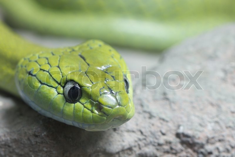Green snake | Stock image | Colourbox