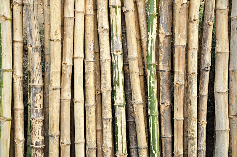 Dry bamboo background | Stock image | Colourbox