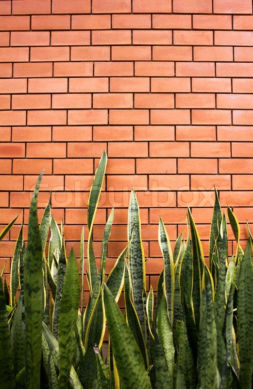 Plant and brick wall background | Stock image | Colourbox