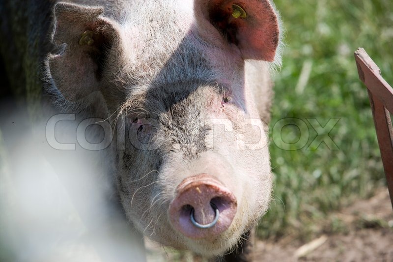 Organic pig | Stock image | Colourbox