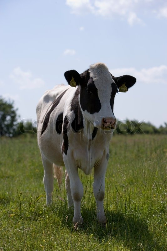 Portræt af en sort og hvid ko der står ... | Stock foto | Colourbox