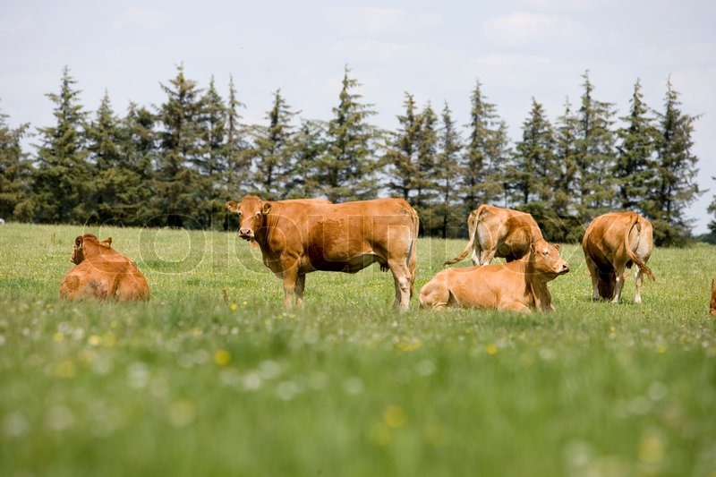 En ko flok bestående af brune køer på ... | Stock foto | Colourbox