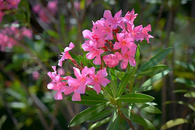 Pink Oleander