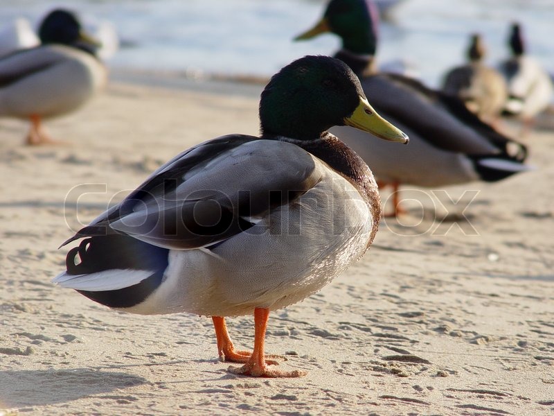 Close-up on duck standing on beach and ... | Stock image | Colourbox