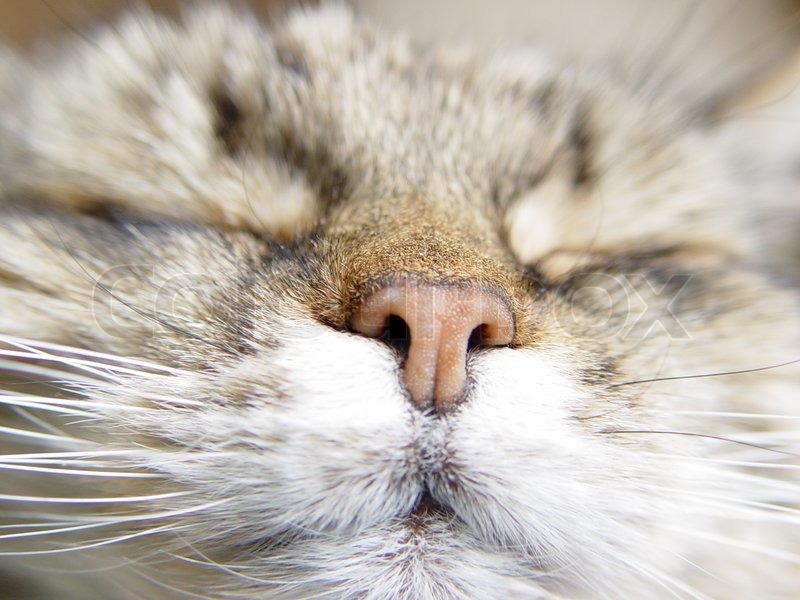 Close-up on cat's head with closed eyes | Stock image | Colourbox
