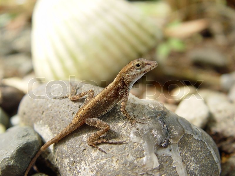 Close-up on little lizard standing on ... | Stock image | Colourbox