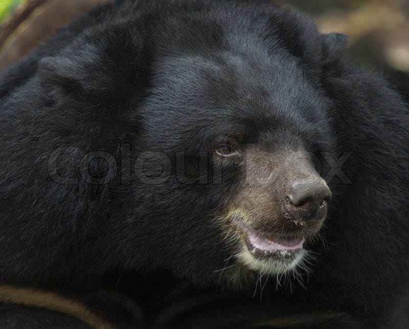 Black bear face | Stock image | Colourbox