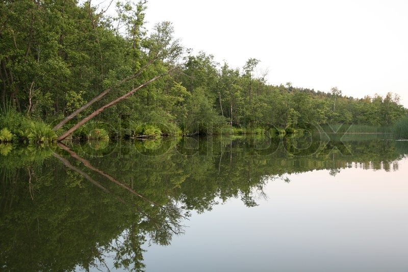 Scenic view of forest by river side | Stock image | Colourbox