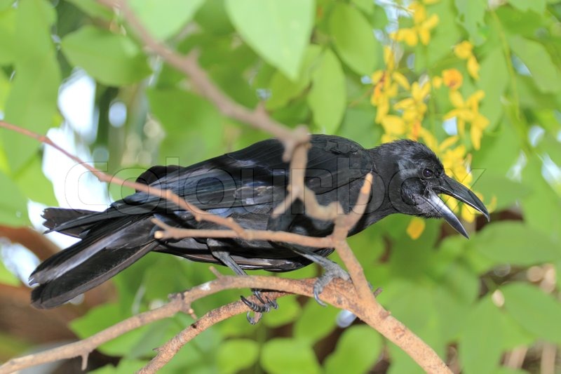 Rabe | Stock Bild | Colourbox