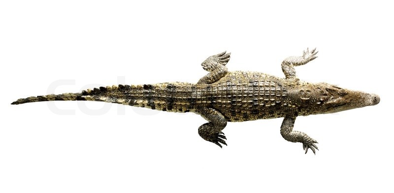 Die Tierwelt Krokodil auf weißem ... | Stock Bild | Colourbox