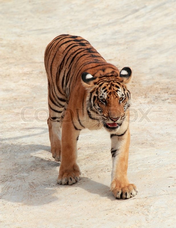 Königstiger | Stock Bild | Colourbox