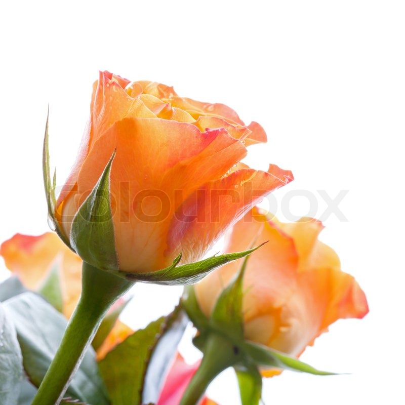 Orange roses isolated on white | Stock image | Colourbox