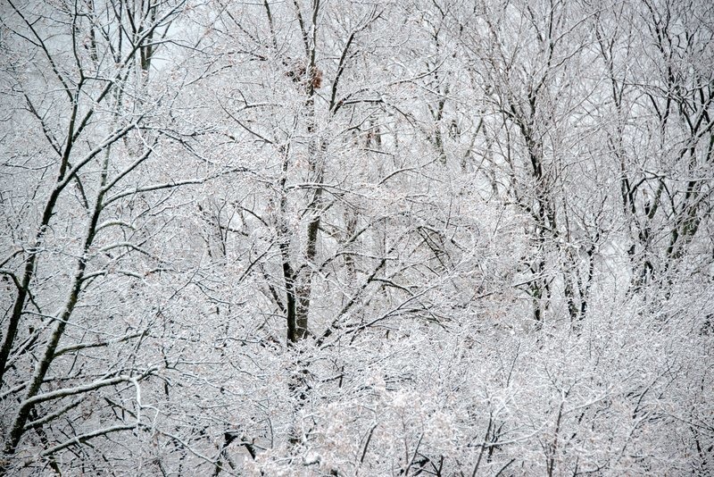 Deciduous trees covered with fresh snow ... | Stock image | Colourbox
