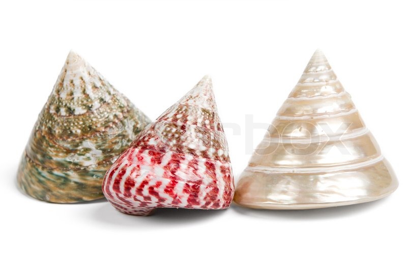 Colorful sea shells isolated on white ... | Stock image | Colourbox