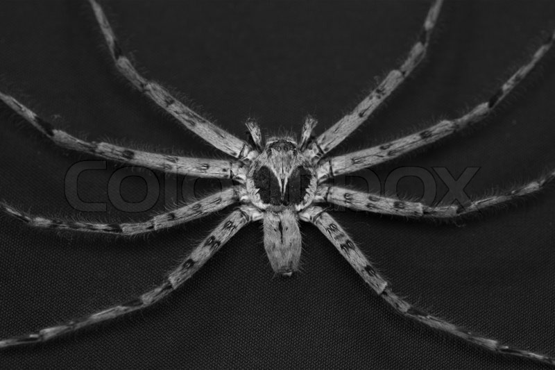 Cane Spider | Stock image | Colourbox