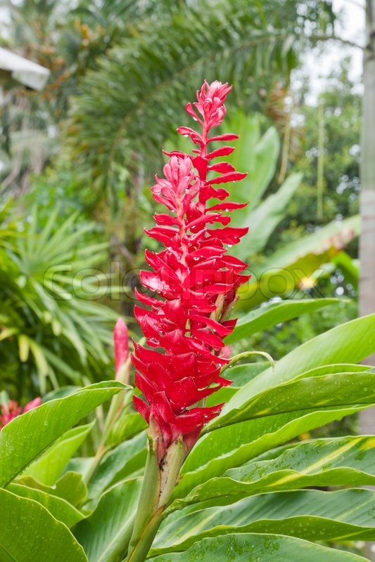 Tropical Ginger Plants