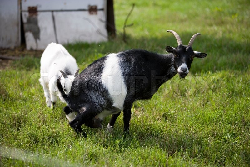 Ziegenfarm | Stock Bild | Colourbox