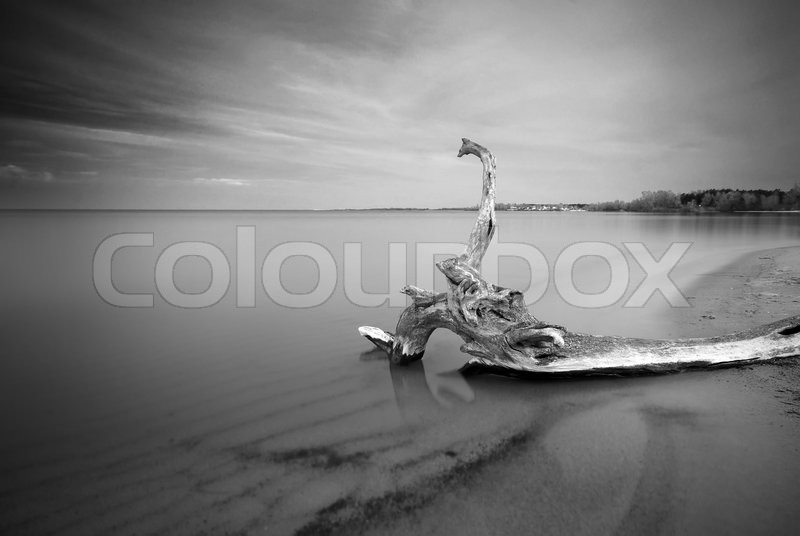 Snag in water. Nature composition. | Stock image | Colourbox