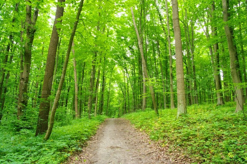 Forest | Stock image | Colourbox