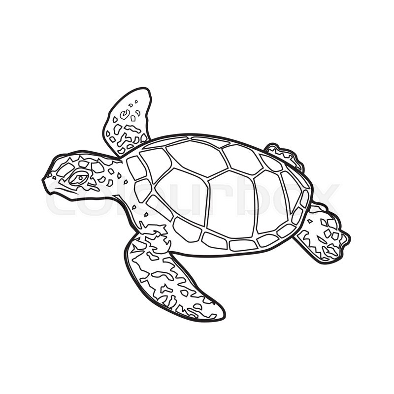 Cartoon Sea Turtle Black And White