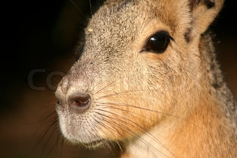 Close-up on kangaroo's head | Stock image | Colourbox