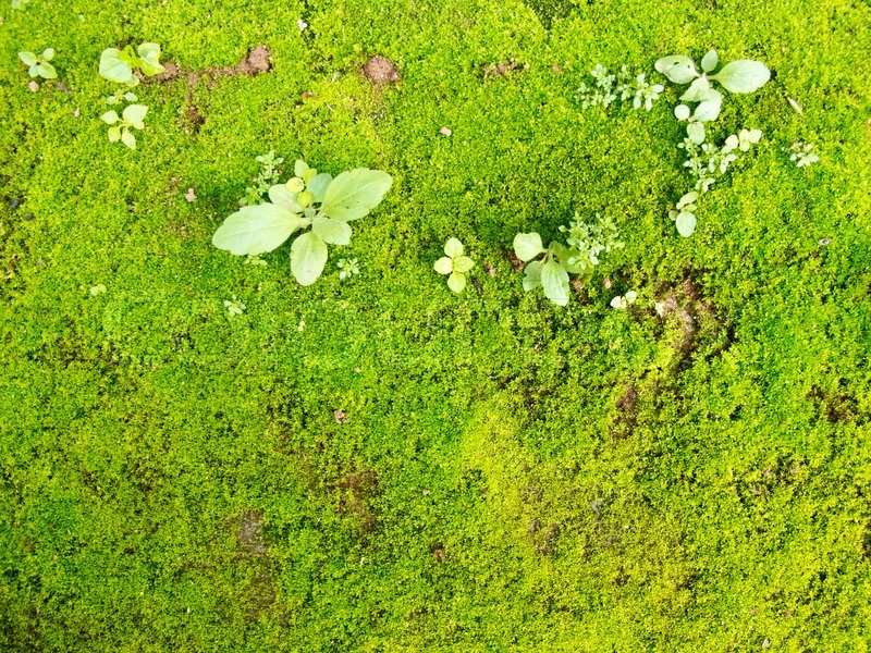 Green moss on ground with plant | Stock image | Colourbox