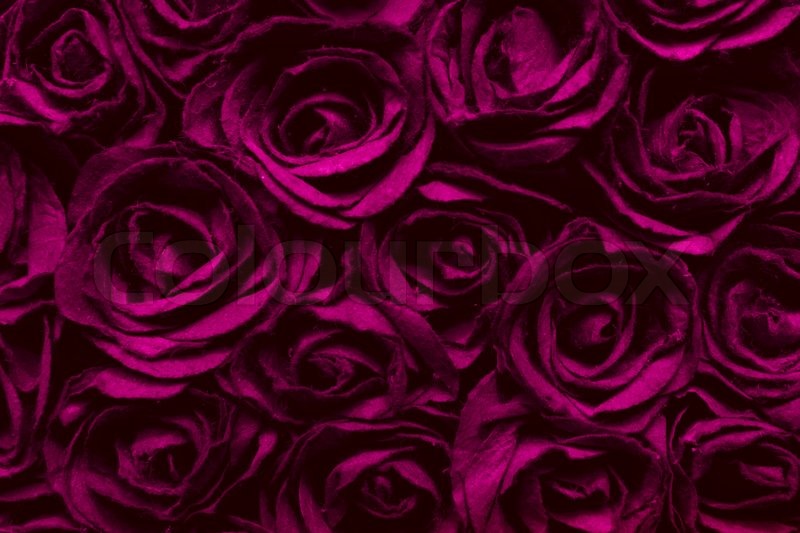 Abstract red rose surface texture ... | Stock image | Colourbox