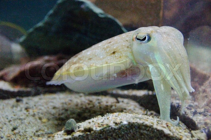 Cuttlefish swimming in the water in an ... | Stock image | Colourbox