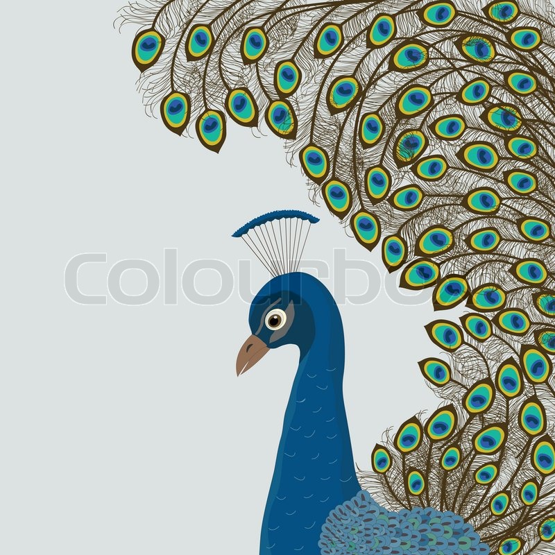 Peacock Stock Vector Colourbox