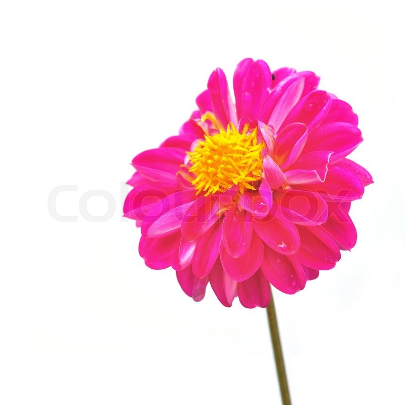 Rosa Blume | Stock Bild | Colourbox