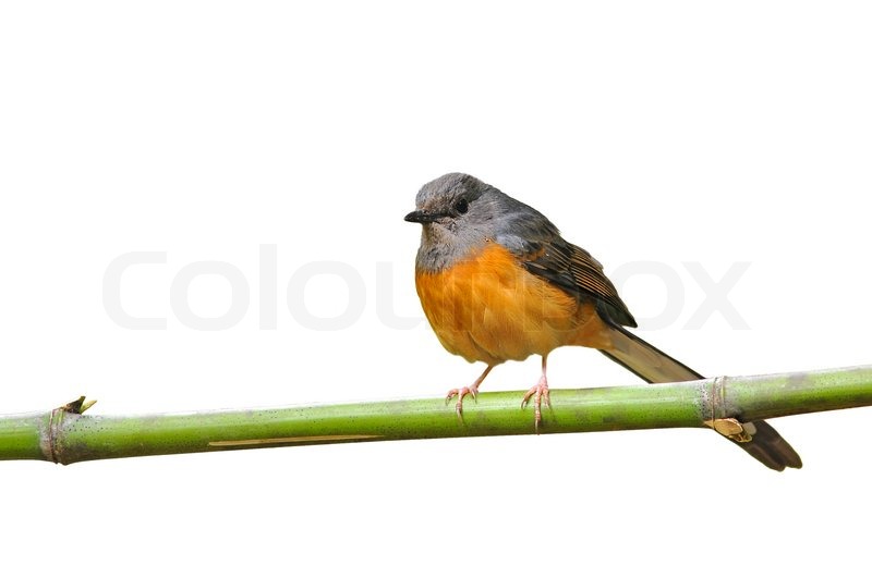 White-Rumped Shama Copsychus ... | Stock image | Colourbox