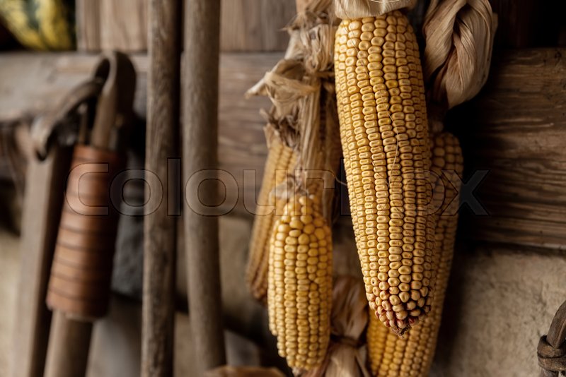 Dried Corn Cob