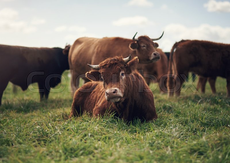 Farm Landscape With Cows
