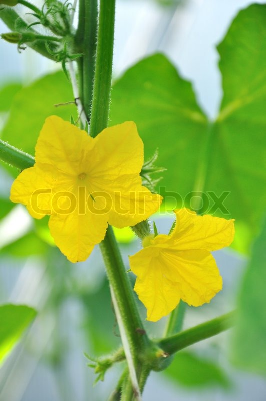 Cucumber flowers close-up | Stock image | Colourbox