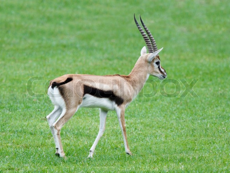 Thomsons Gazelle zu Fuß fröhlich auf ... | Stock Bild | Colourbox