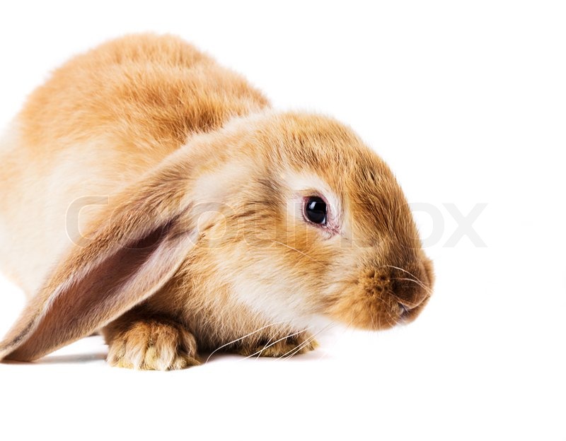 Cute red rabbit isolated on white ... | Stock image | Colourbox