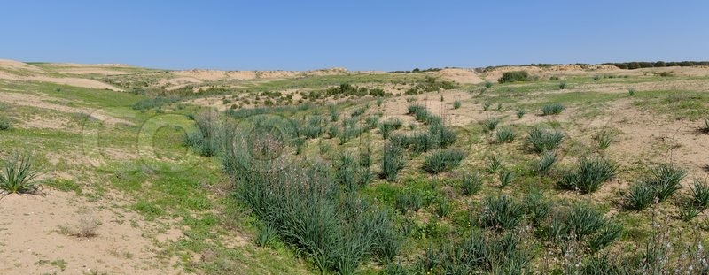Desert covered with ephemeral plants in ... | Stock image | Colourbox