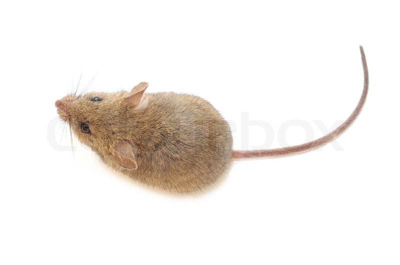 Maus | Stock Bild | Colourbox