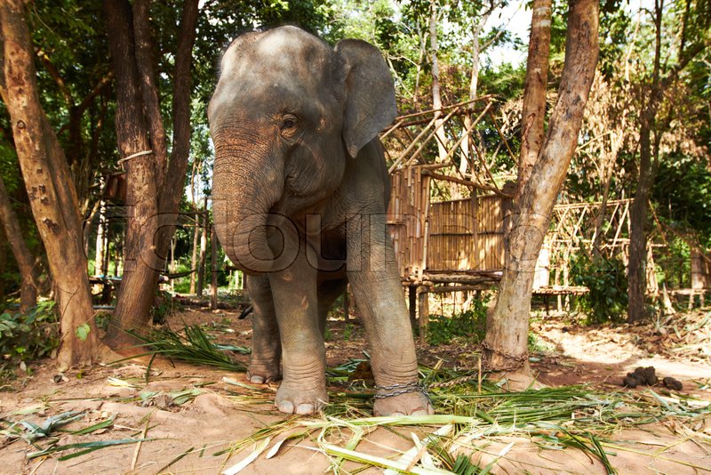 Asian Elephant Front View