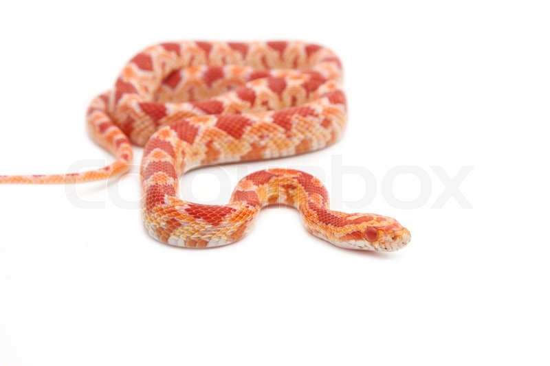 Albino corn snake on white background | Stock image | Colourbox