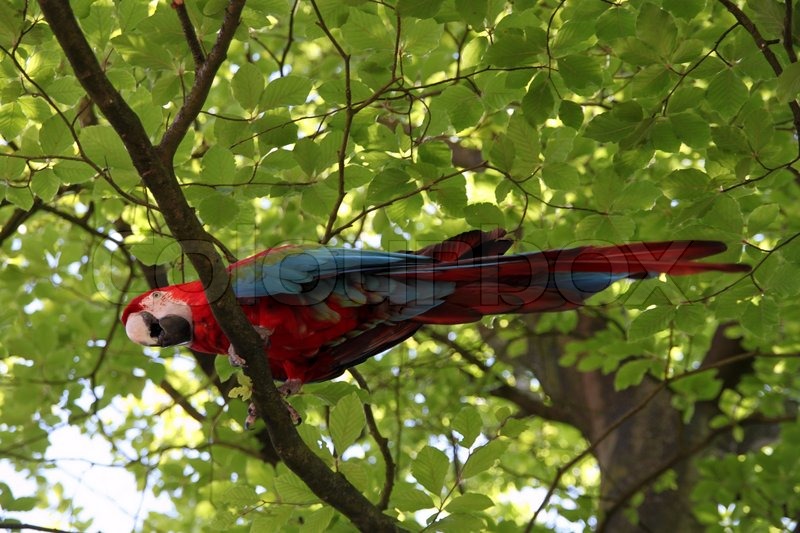 Parrot in a tree. | Stock image | Colourbox