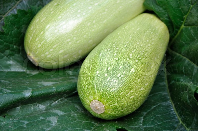 Two fresh marrows on the plant leaf | Stock image | Colourbox