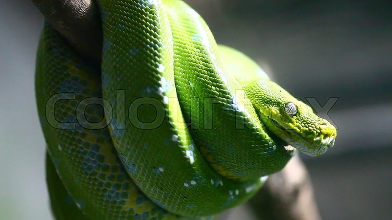 Green snake in rain forest, Thailand | Stock video | Colourbox