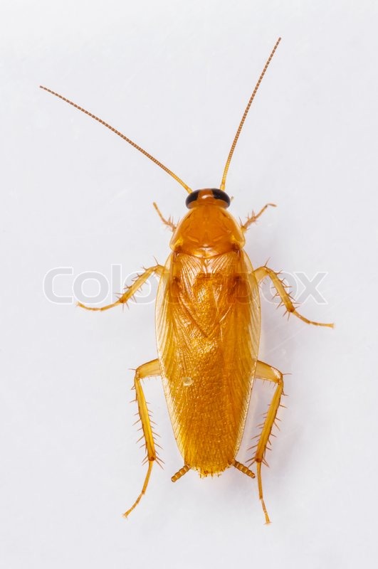 Smooth cockroach - Symploce pallens | Stock image | Colourbox
