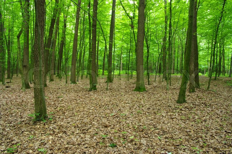 Wald | Stock Bild | Colourbox