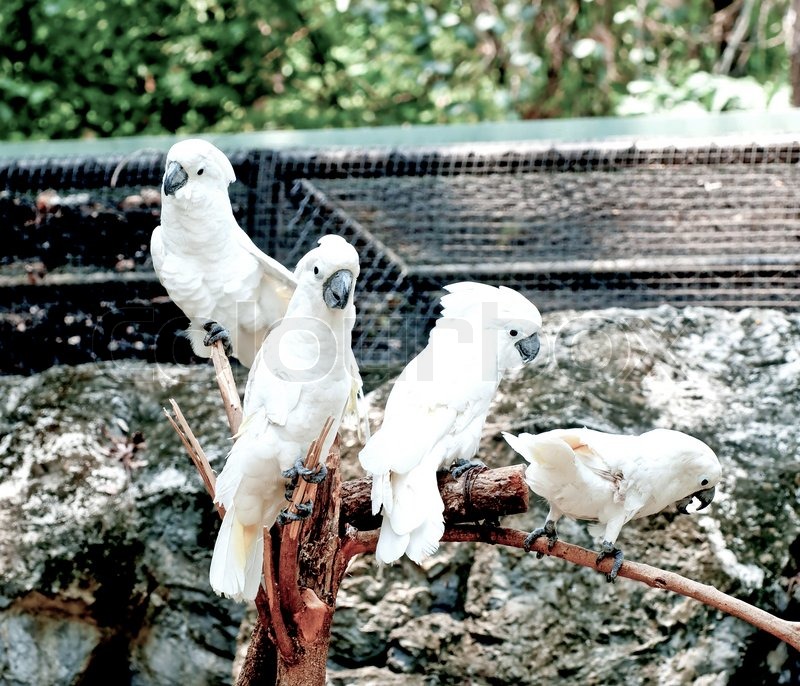 The Family of cockatoo | Stock image | Colourbox