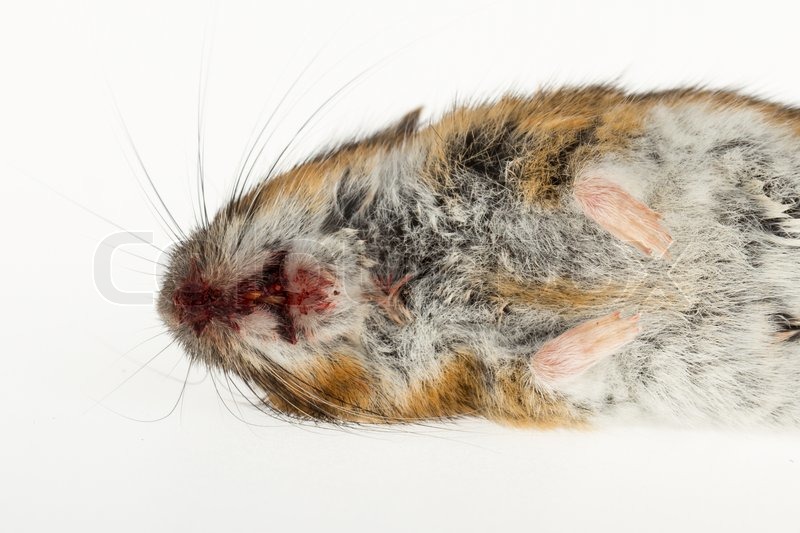Dead mouse isolated on a white ... | Stock image | Colourbox