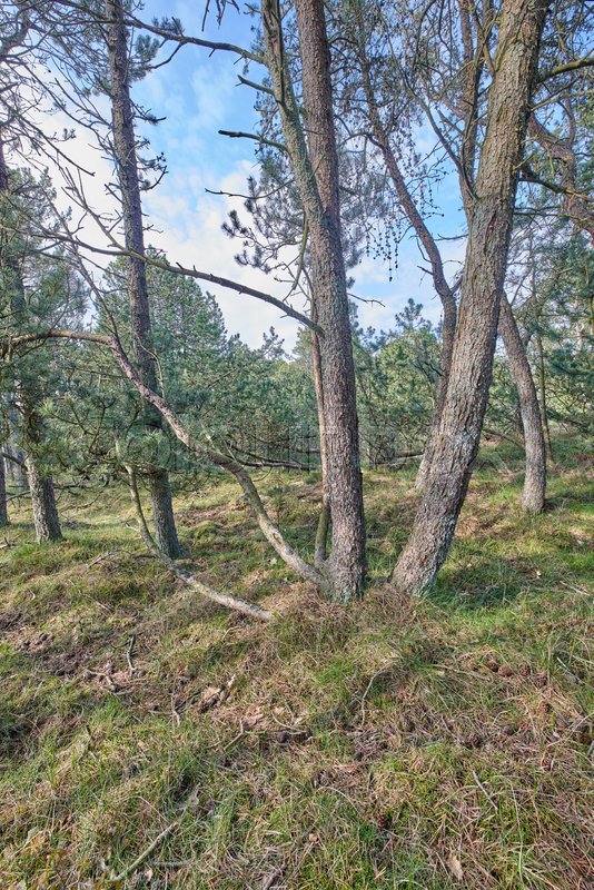 Thin Tree Trunk